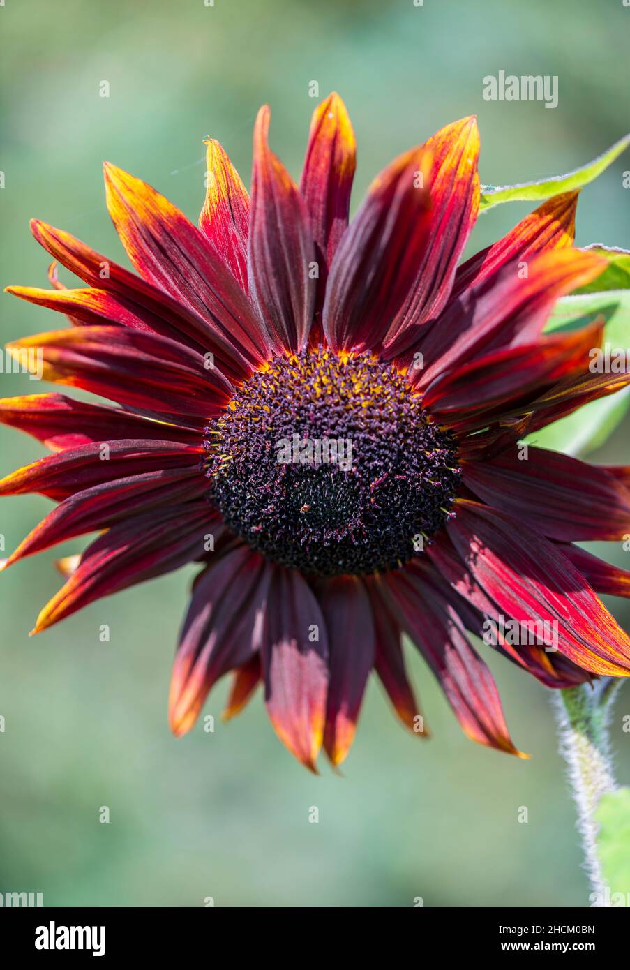 Single sunflower chocolate Stock Photo - Alamy