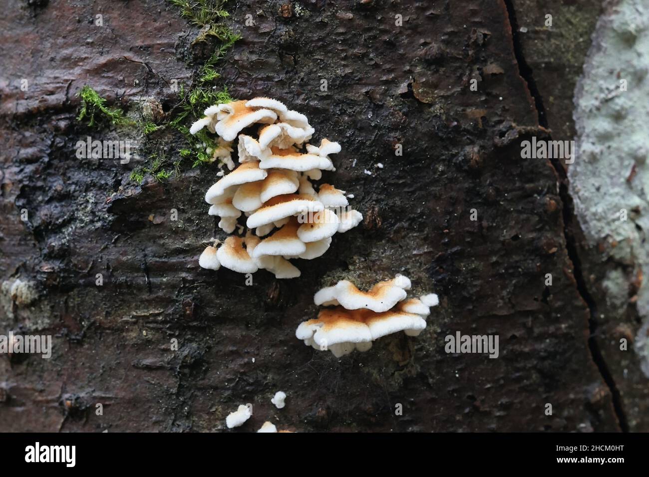 Plicatura crispa, commonly known as crimbed gill, wild fungus from ...