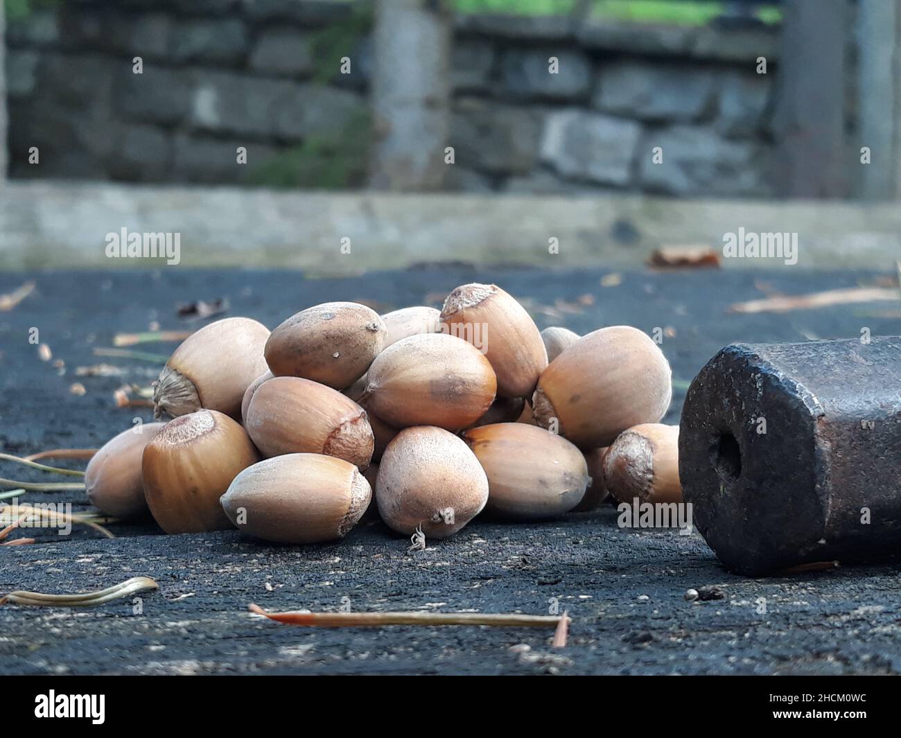 Filberts nuts hi-res stock photography and images - Alamy