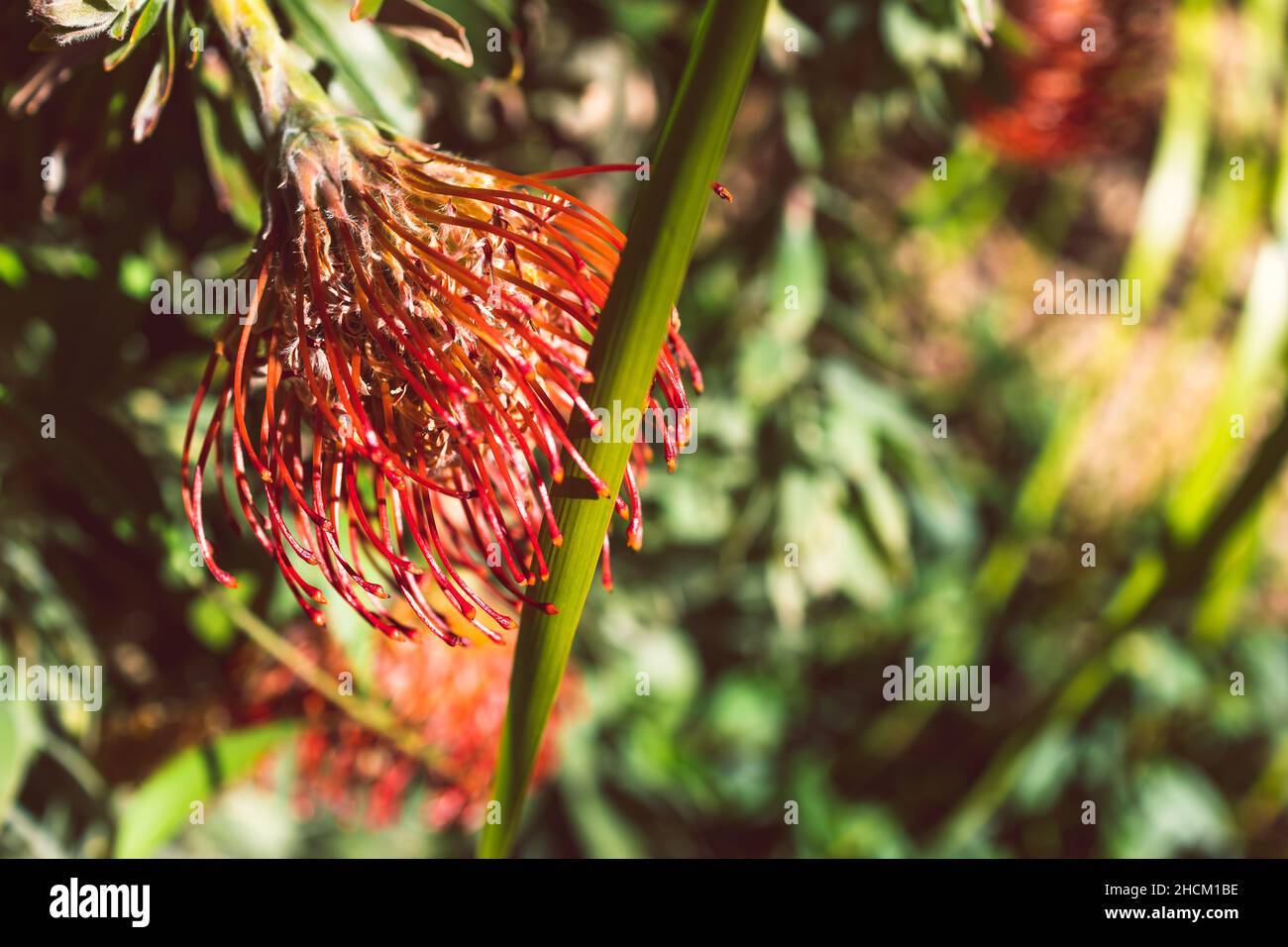 native Australian red protea plant outdoor in beautiful tropical ...