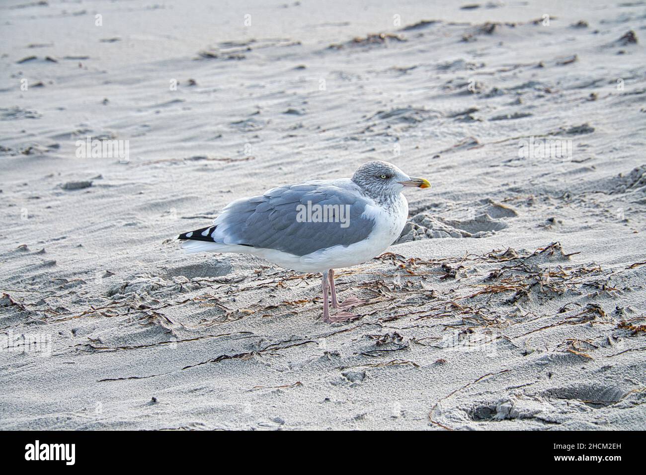 Seagull on the beach of the Baltic Sea. Sunbathing and relaxed posture ...