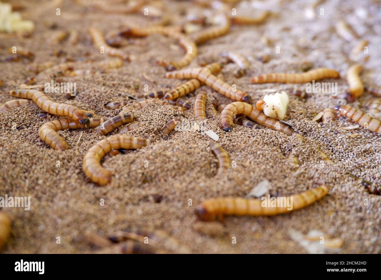 Mealworms beetle zophobas morio, Indonesia called ulat jerman. Good for ...