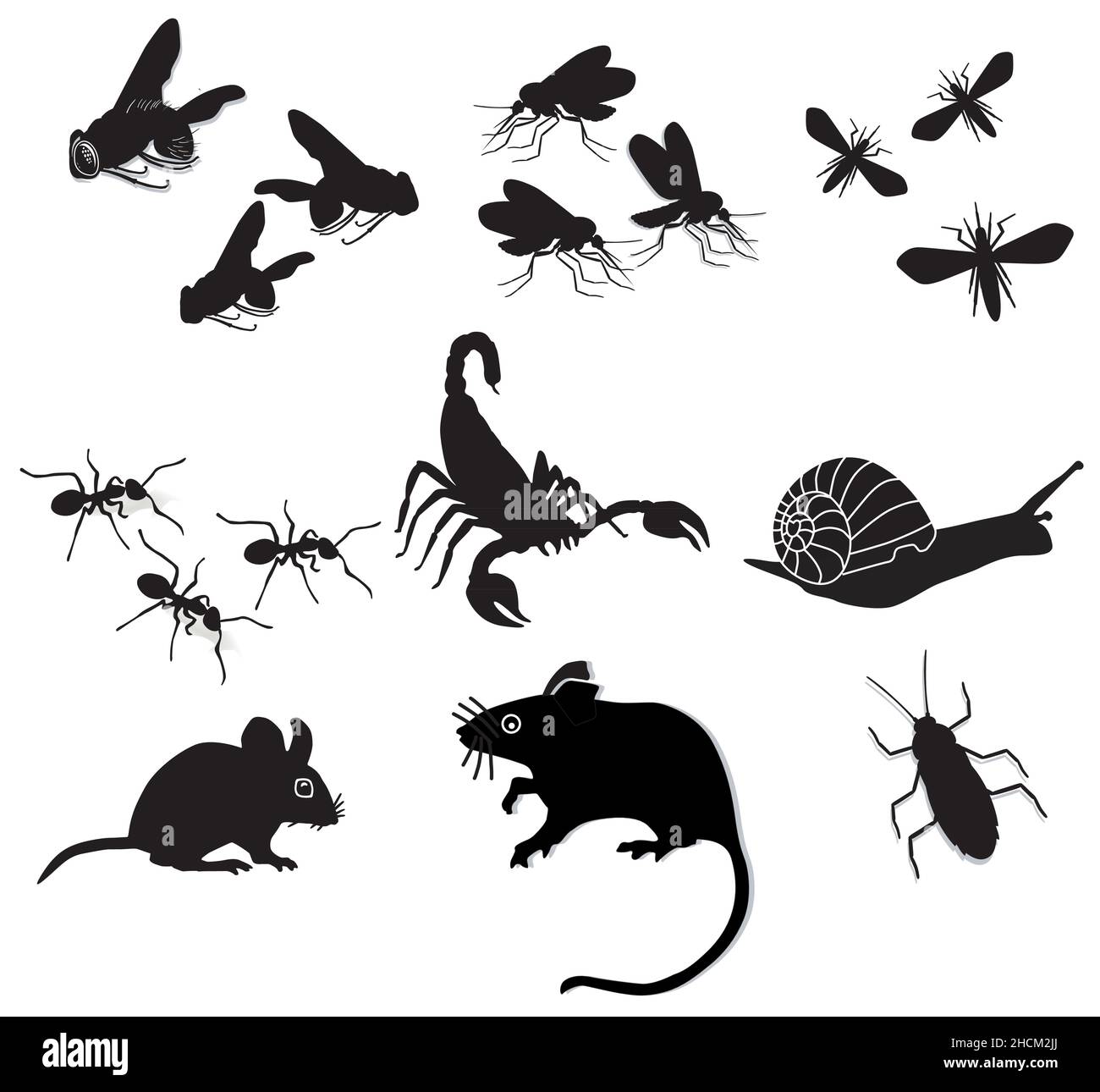 Bugs and pests, isolated on white, illustration Stock Vector Image ...
