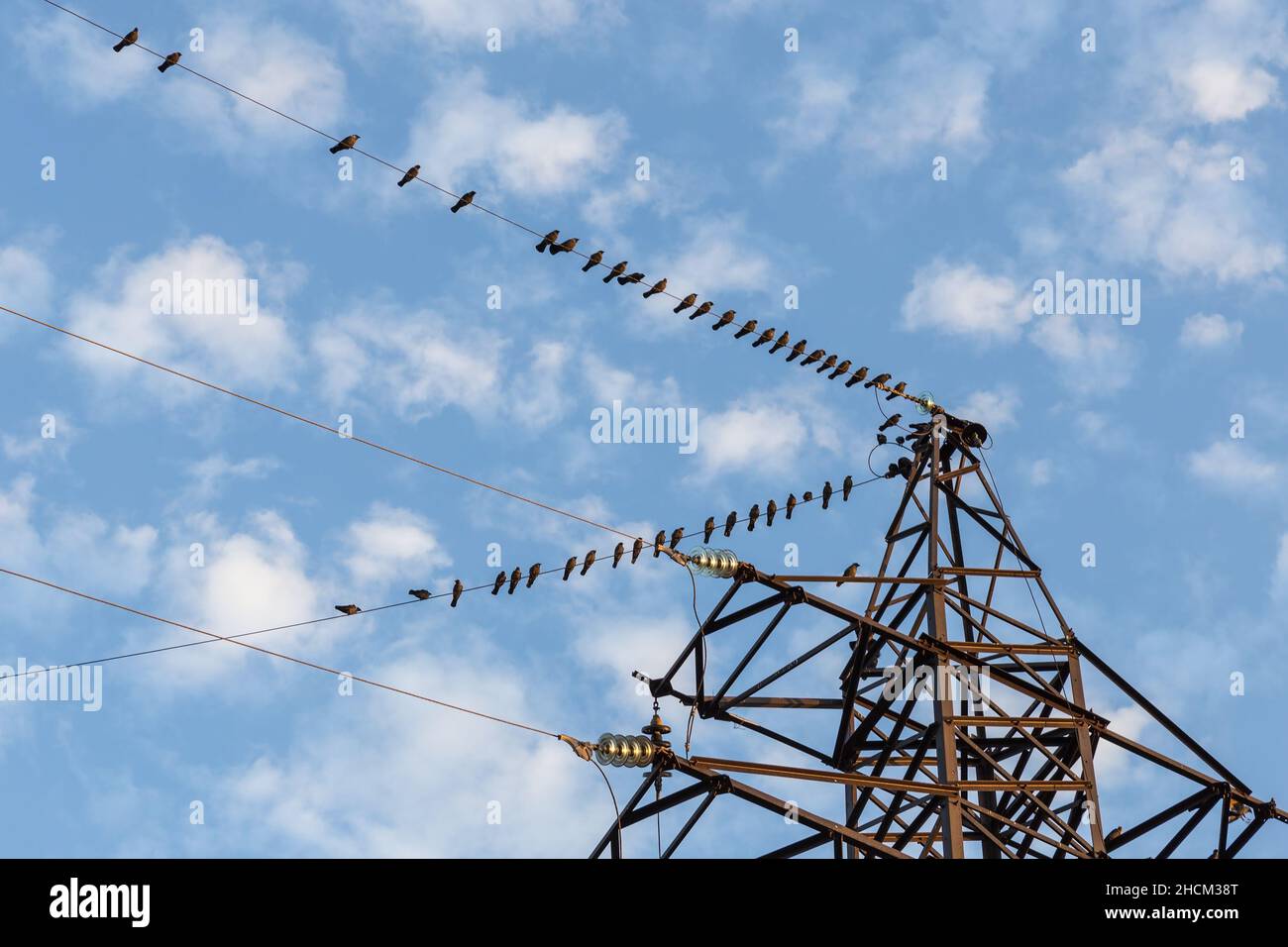 flock of birds sitting on the wires of the power line. Steel ...