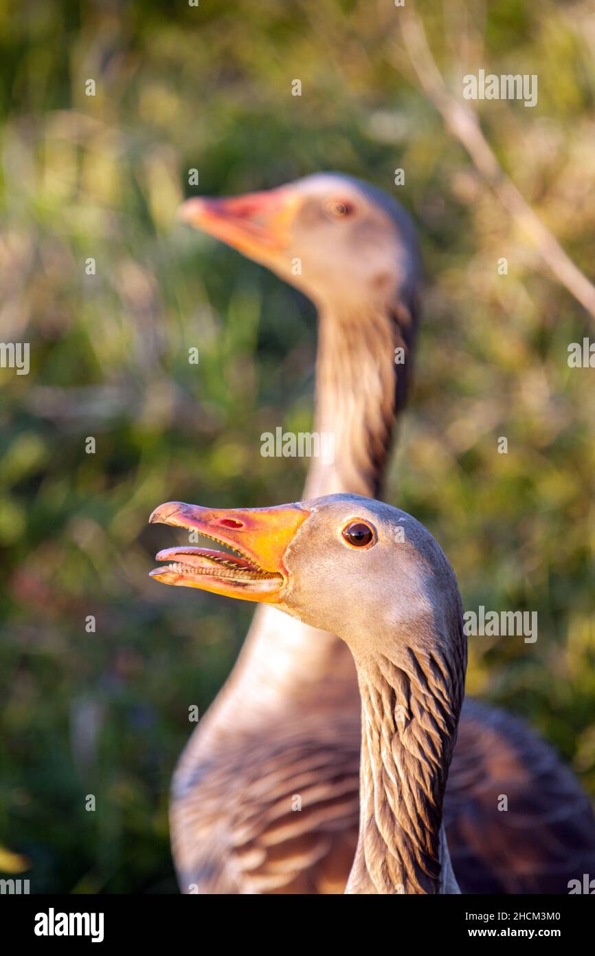 Hissing geese hi-res stock photography and images - Alamy