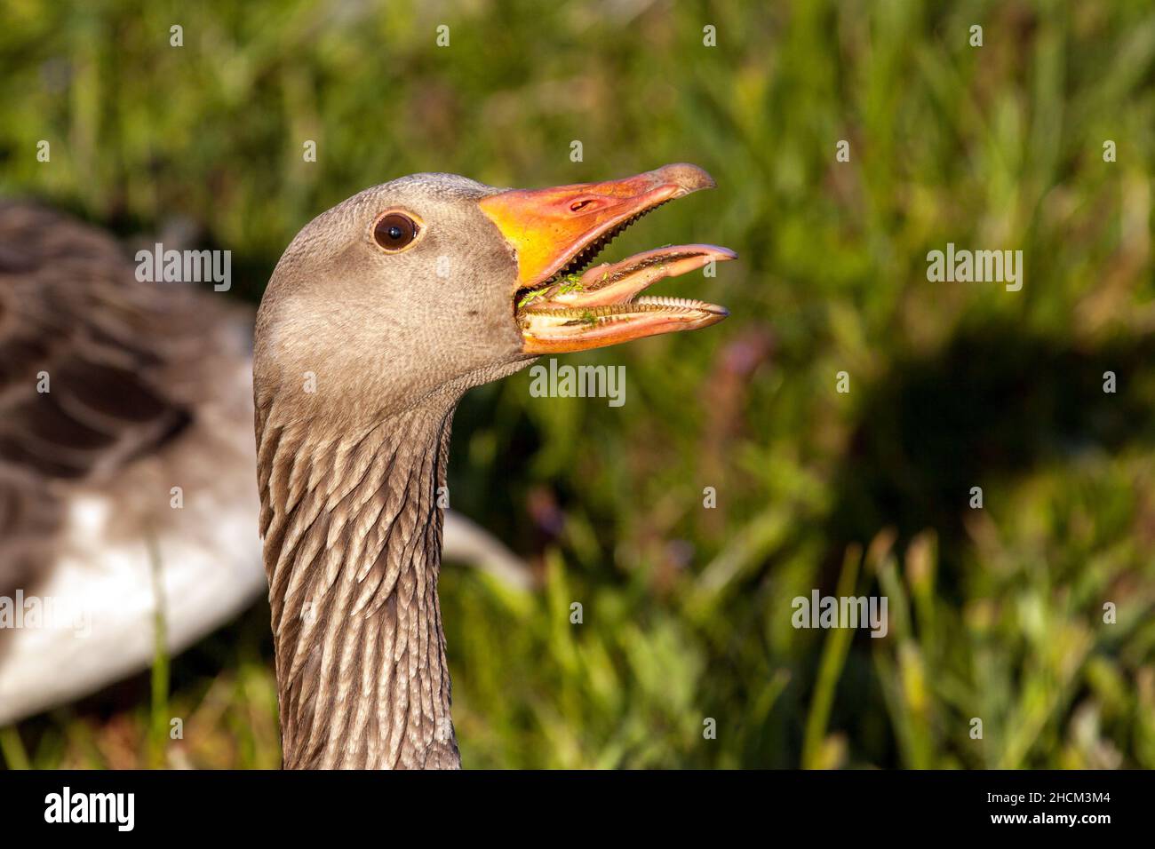 Goose aggression hi-res stock photography and images - Alamy