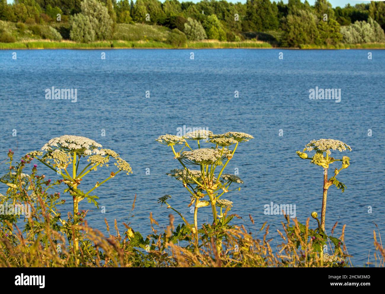Flowering giant hogweed, a toxic invasive plant Stock Photo - Alamy