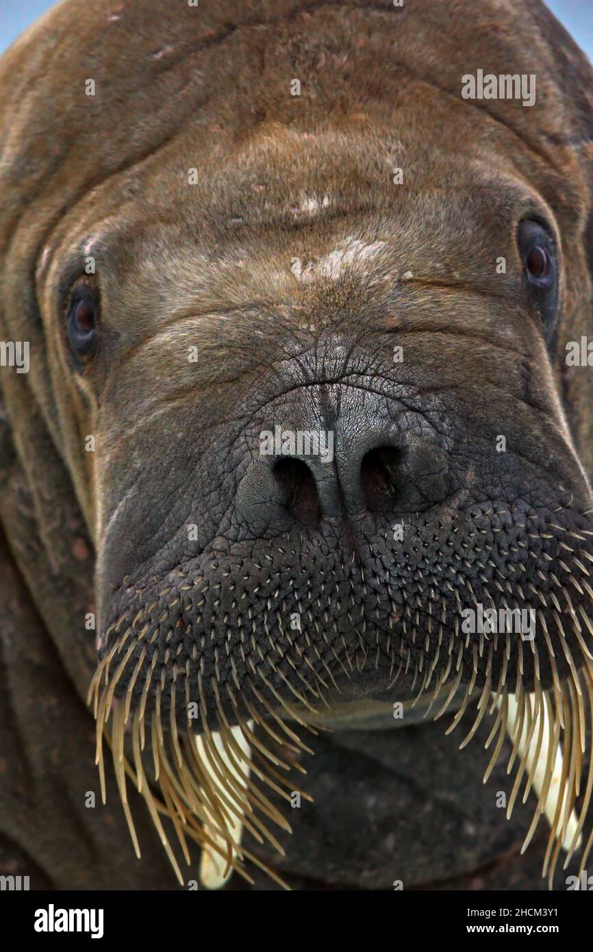 Walrus Face