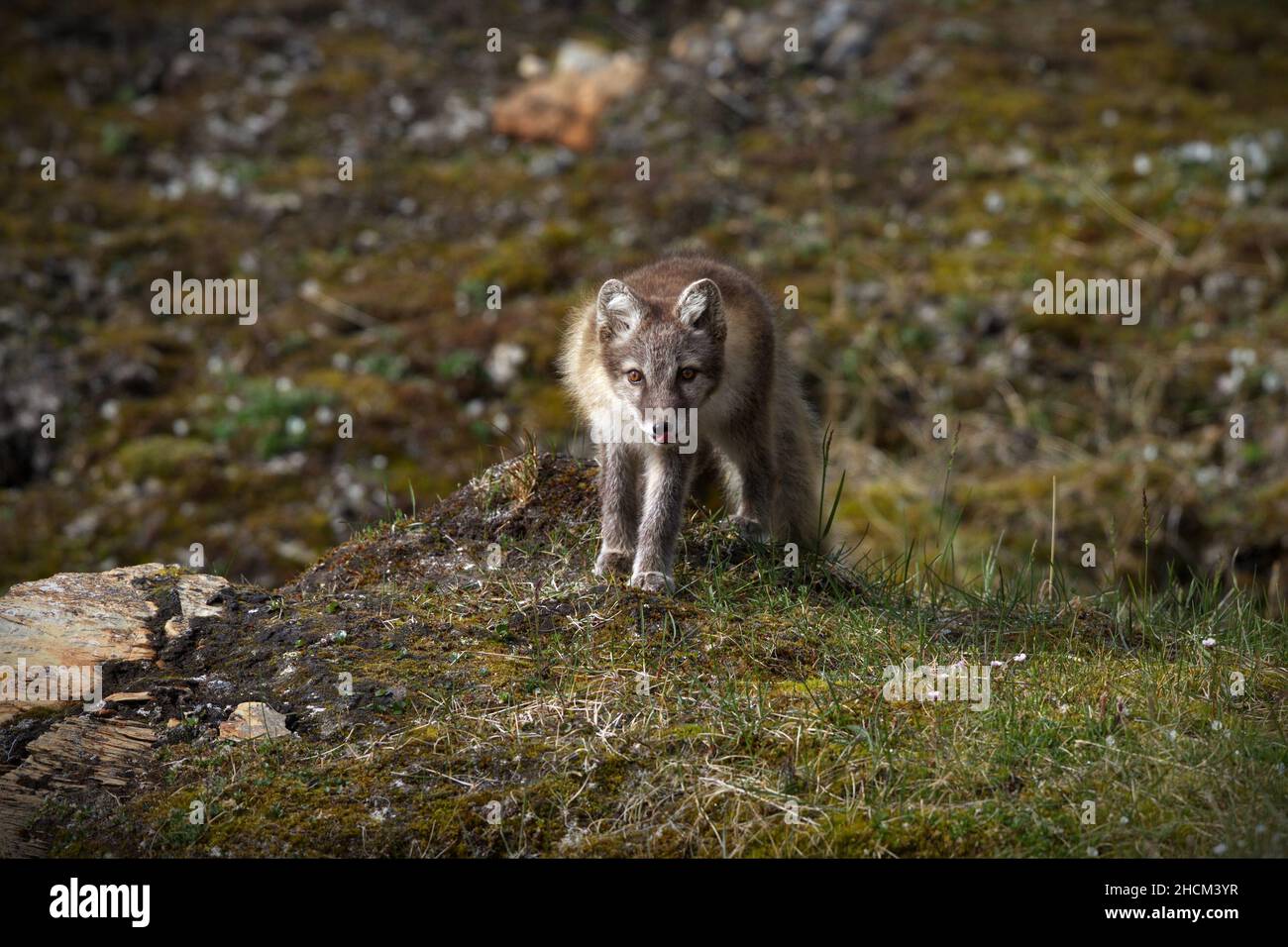 Young fox roaming alone on the tundra of Svalbard, Norway Stock Photo ...