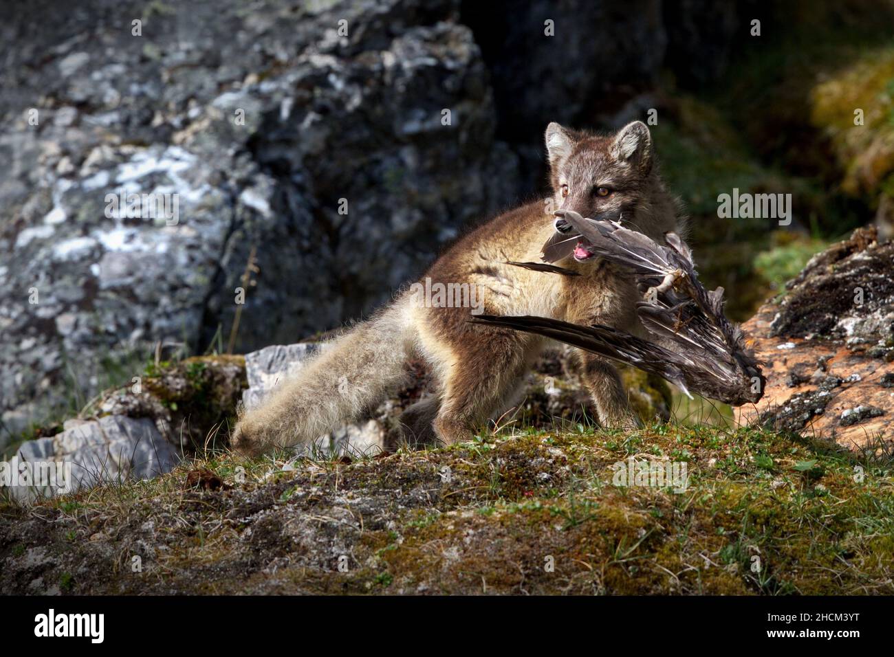 Young wolf with a bird carcass in its mouth in the Svalbard tundra in ...