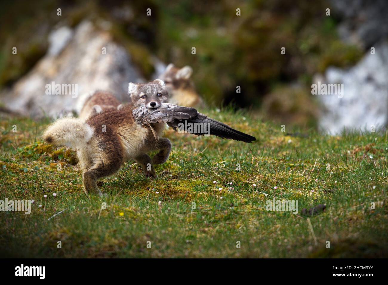 A wolf eating a bird hi-res stock photography and images - Alamy