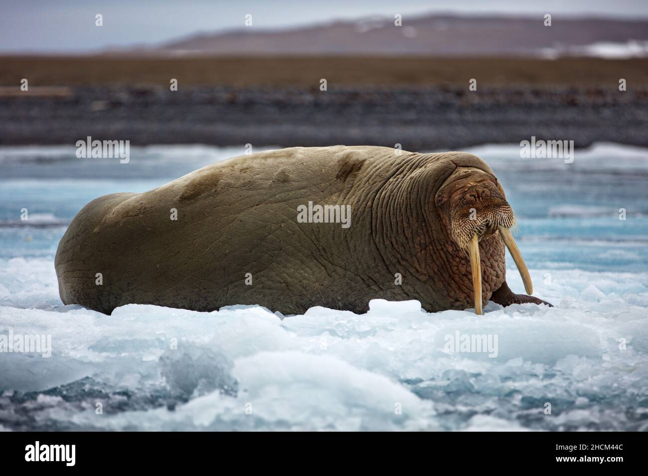 Walrus with long tusks, lying on a floating ice at Svalbard, Norway ...