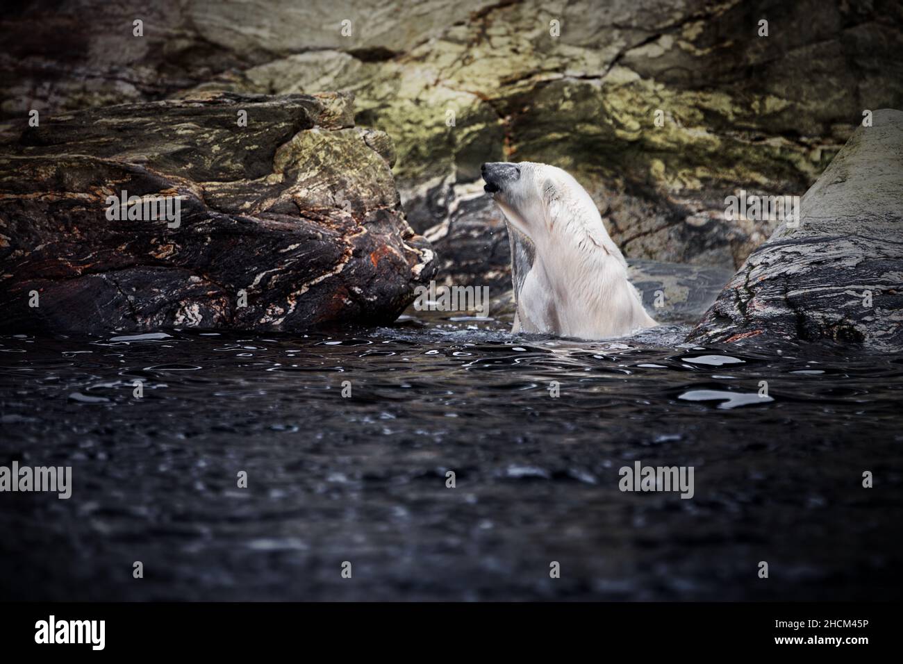 Polar bear swimming in the freezing waters of Svalbard, Norway Stock ...