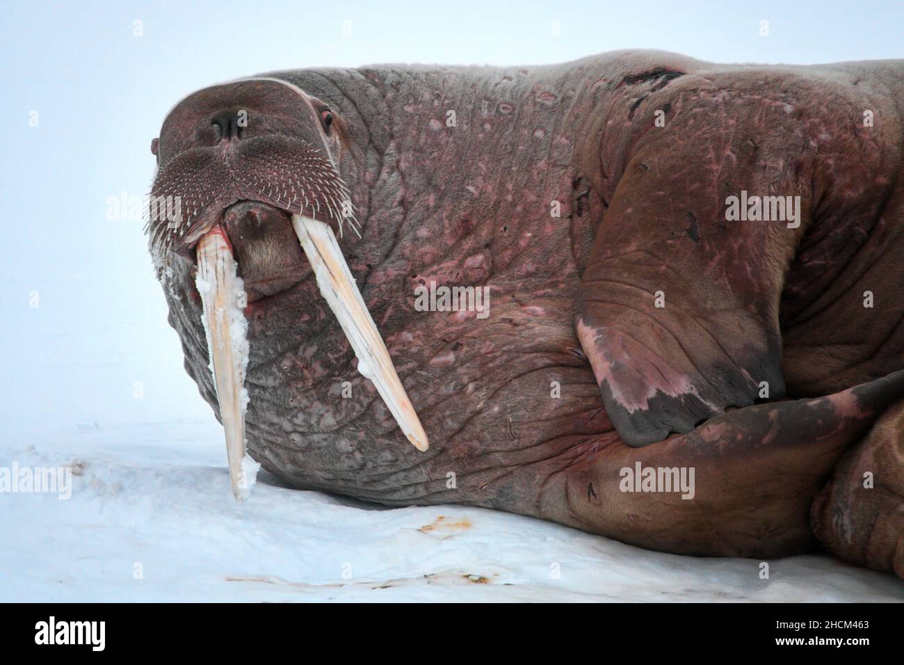 Walrus with long tusks, lying on a floating ice at Svalbard, Norway Stock Photo - Alamy