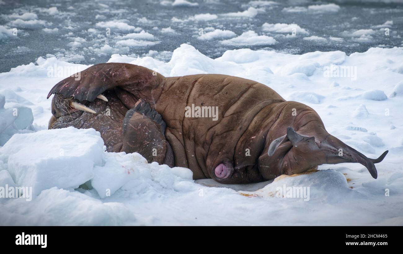 Walrus lying on a floating ice at Svalbard, Norway Stock Photo - Alamy
