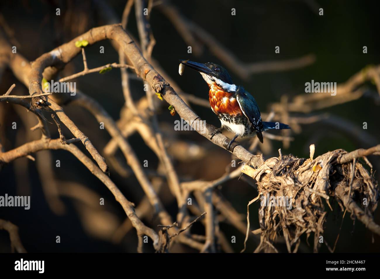 Colorful small bird captured with an insect in its mouth sitting on the ...