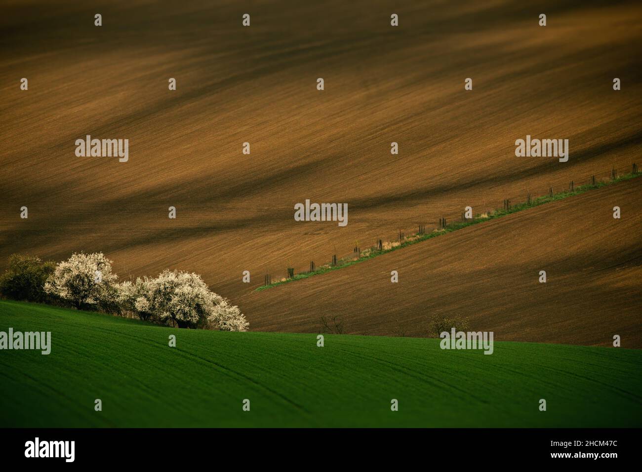 Landscape of the rural areas and the white blossomed trees in Moravia ...