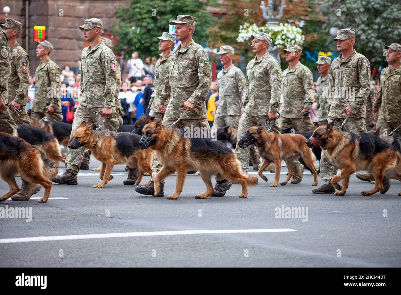 Ukraine, Kiev - August 18, 2020: Border guards with shepherd dogs. The ...