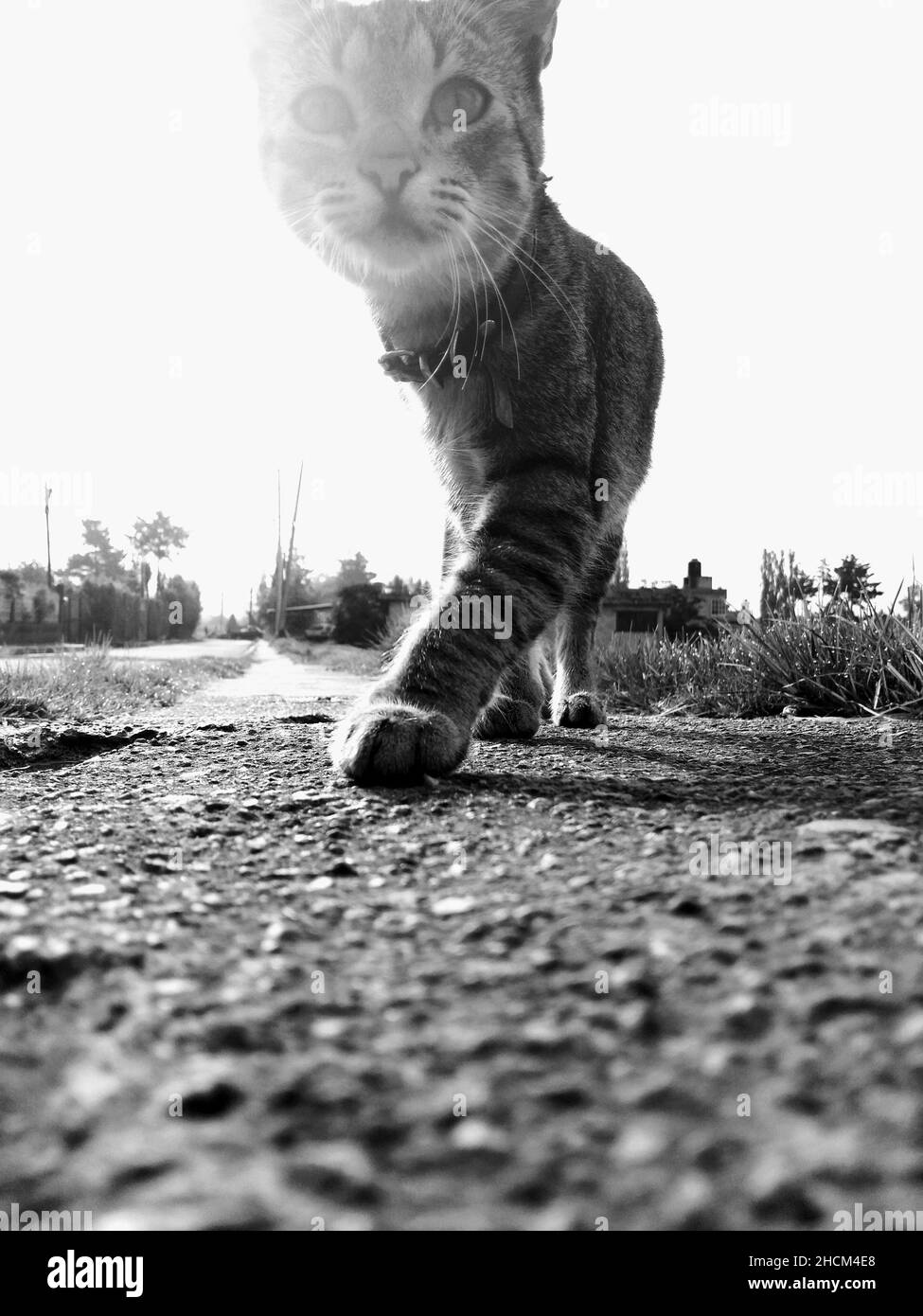 Grayscale cat hi-res stock photography and images - Alamy