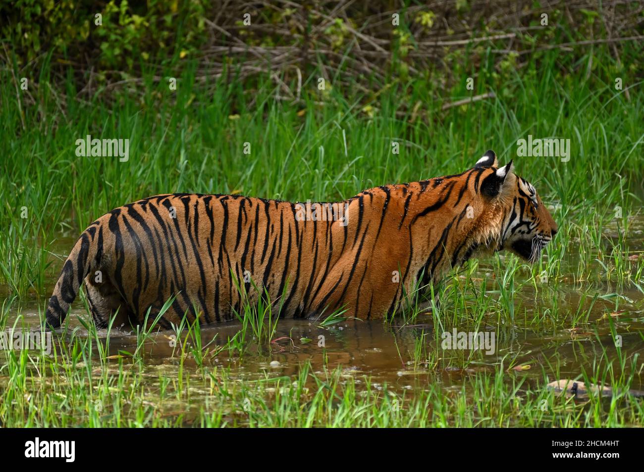 Cute tiger swimming on a river in a jungle Stock Photo - Alamy