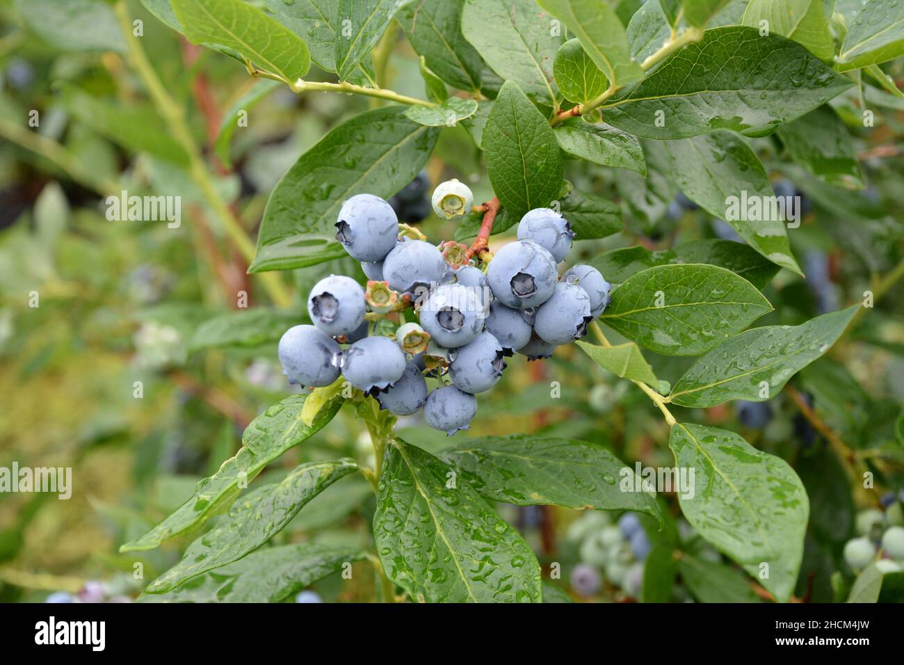 Niche plant hi-res stock photography and images - Alamy