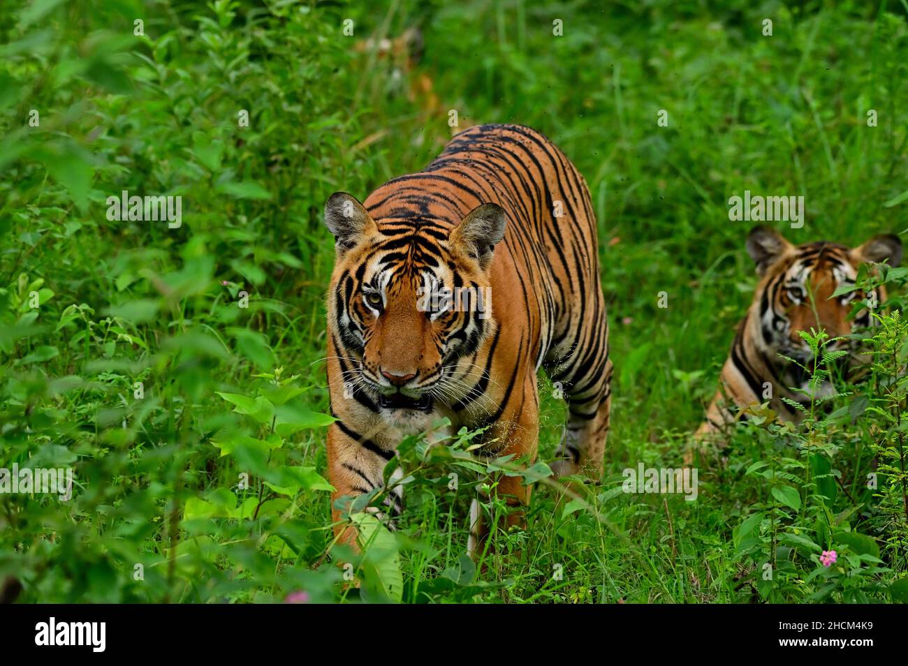 Cute tigers on a jungle Stock Photo - Alamy