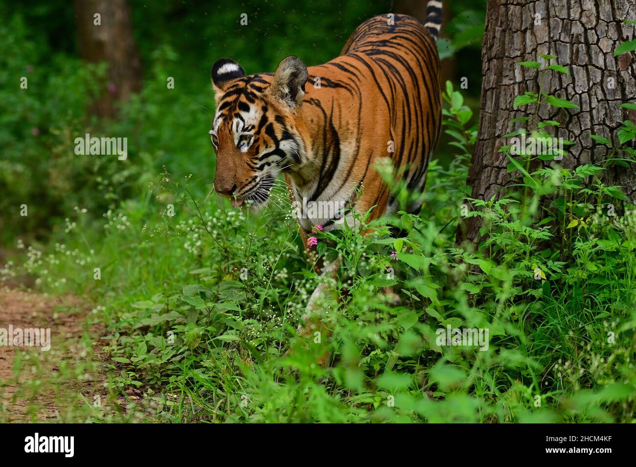 Tiger in the jungle hi-res stock photography and images - Alamy