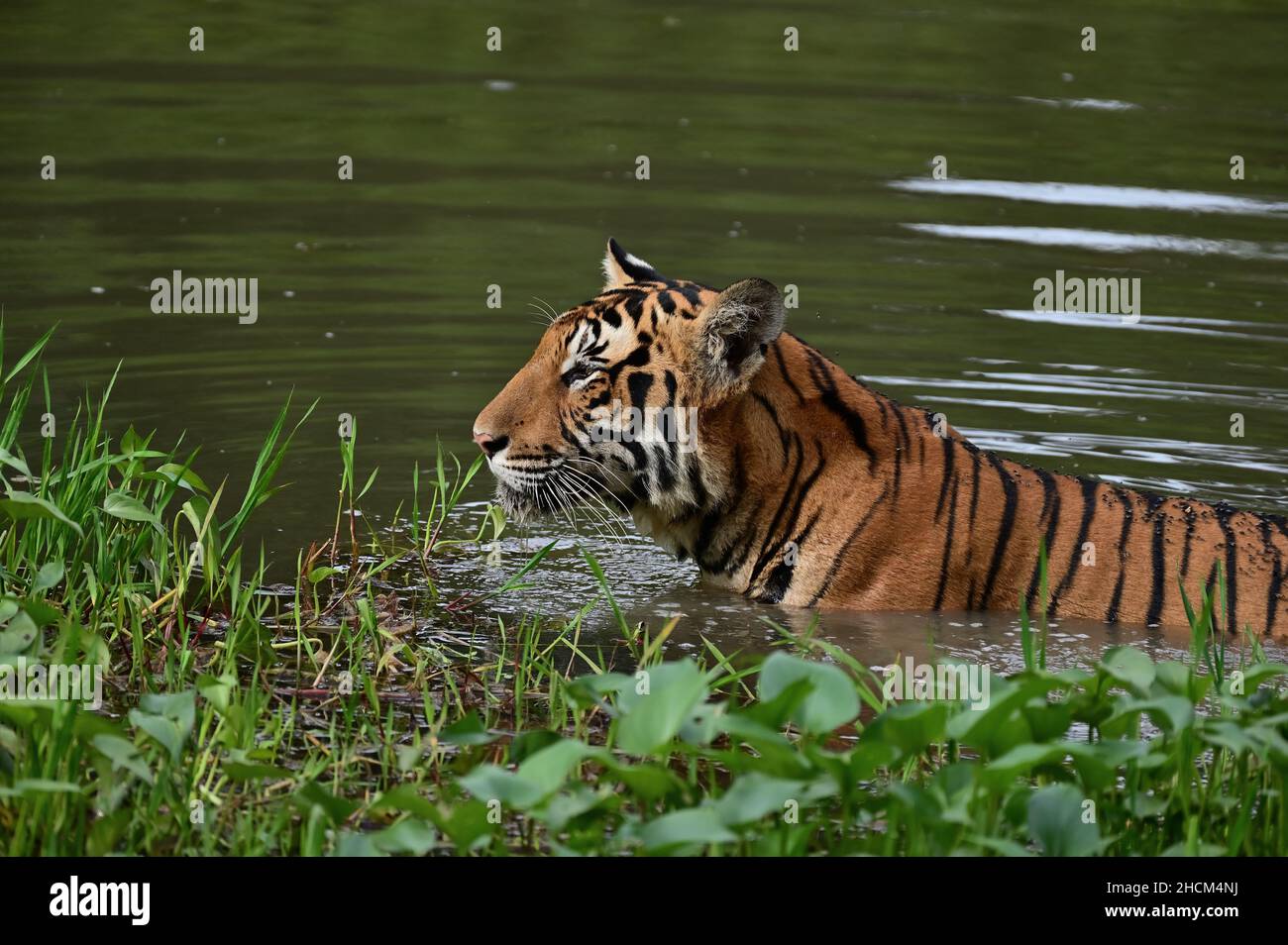 Cute tiger crossing a river in a jungle Stock Photo - Alamy