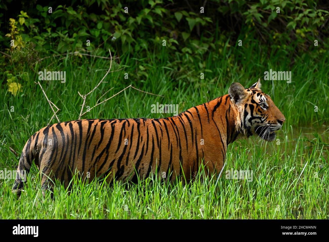 Tiger in the jungle hi-res stock photography and images - Alamy
