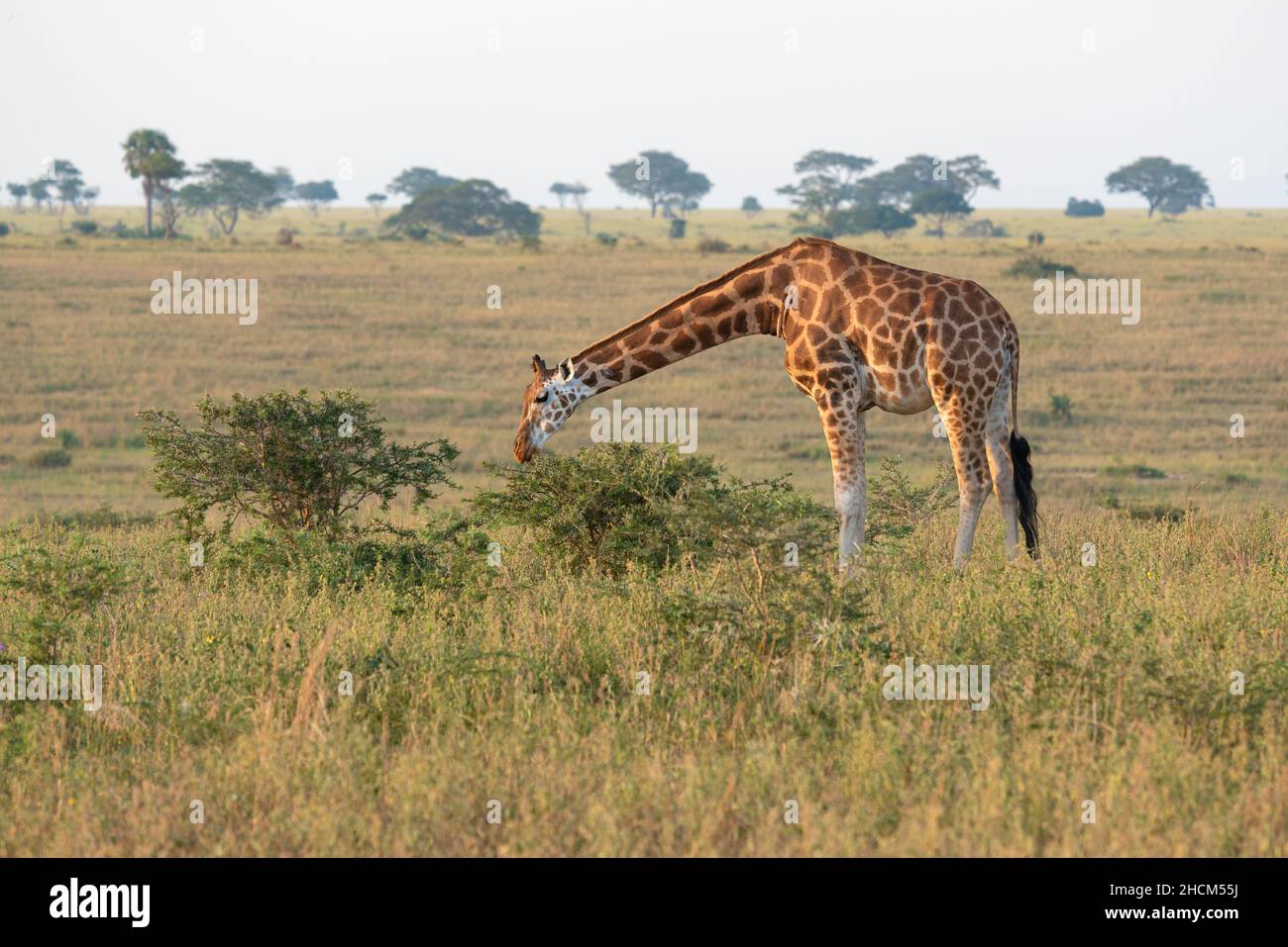 Giraffe eating grass hi-res stock photography and images - Alamy