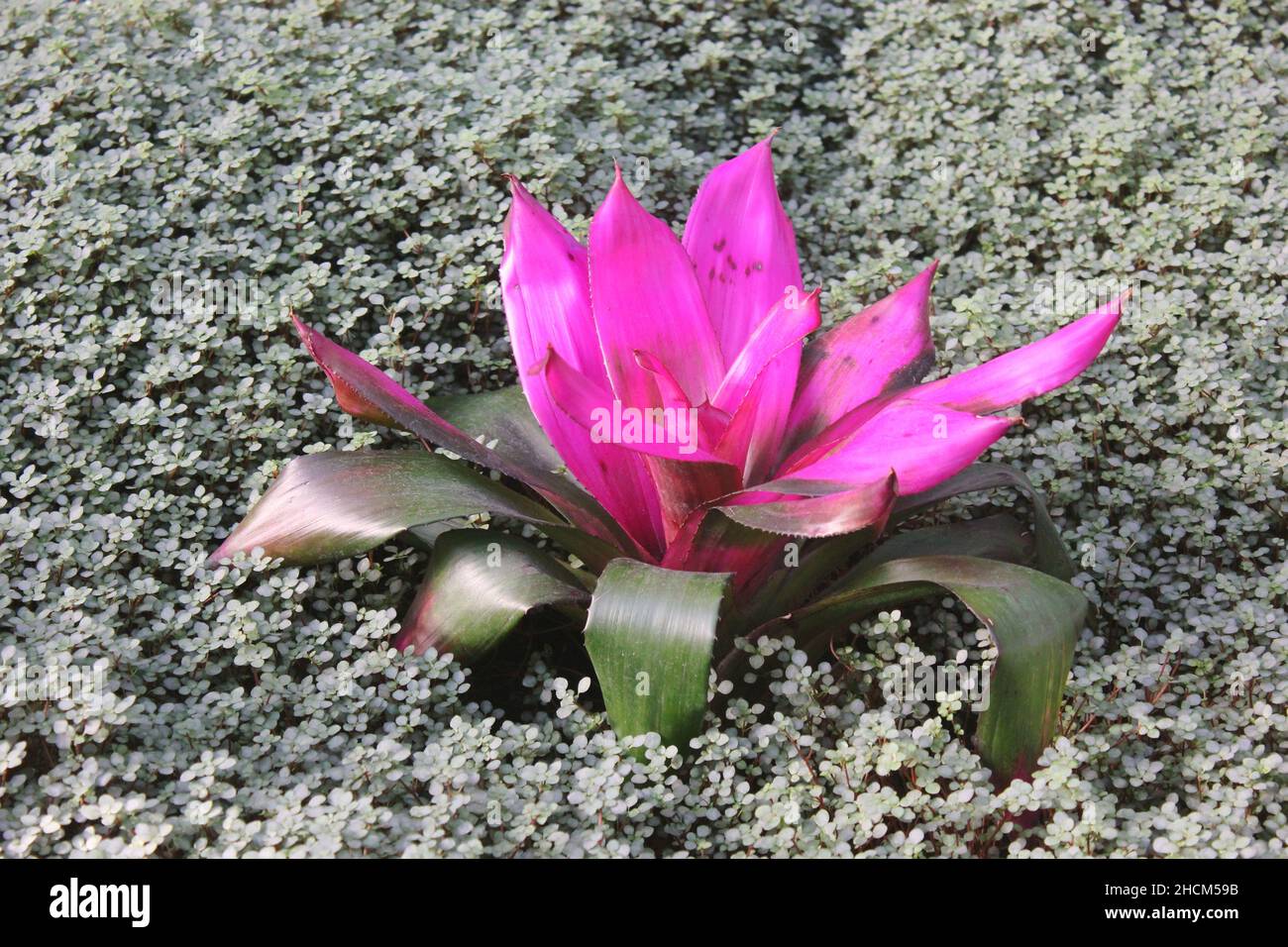 Beautiful fresh cheerful flowers in full bloom as a cherished gift for ...