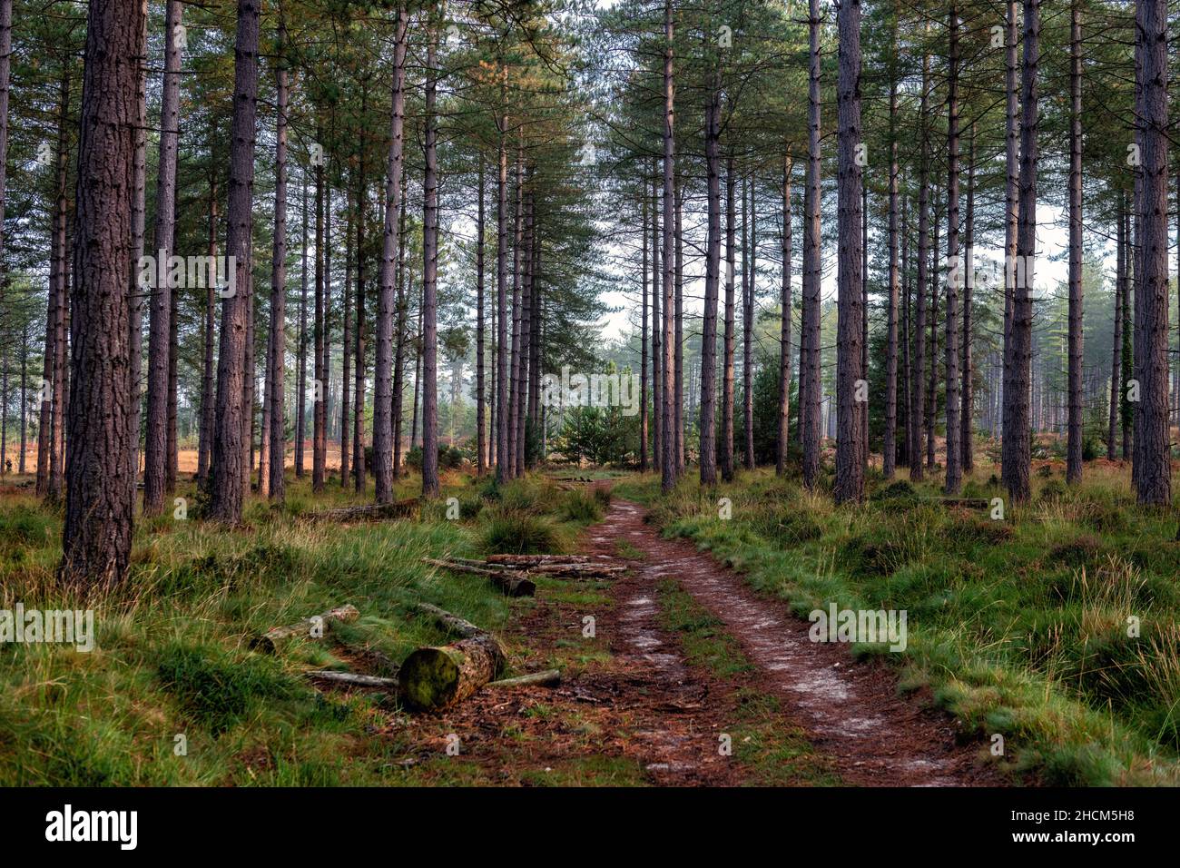 Open space forest hi-res stock photography and images - Alamy