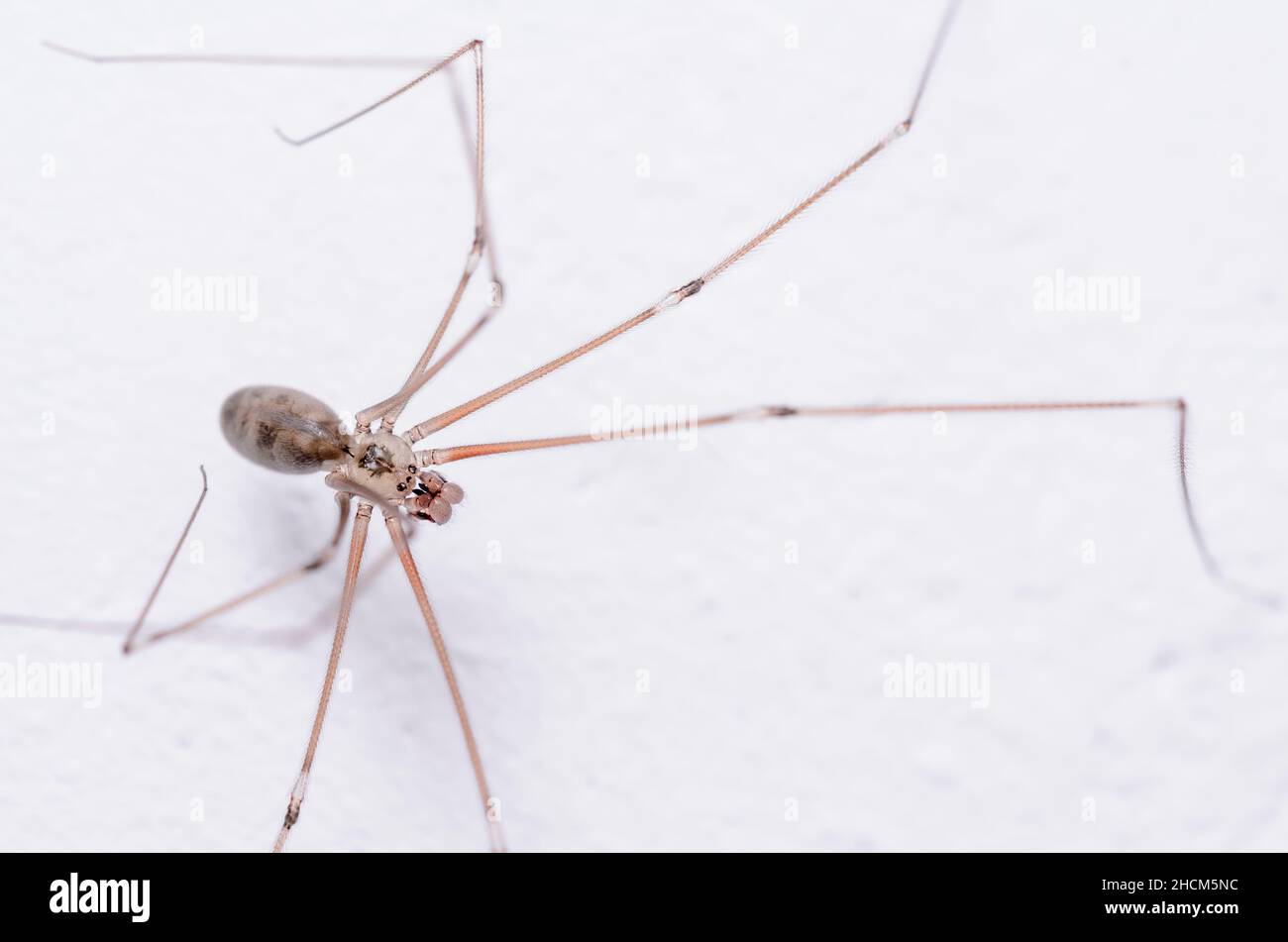 Pholcus phalangioides, macro of a female cellar spider, known as daddy ...