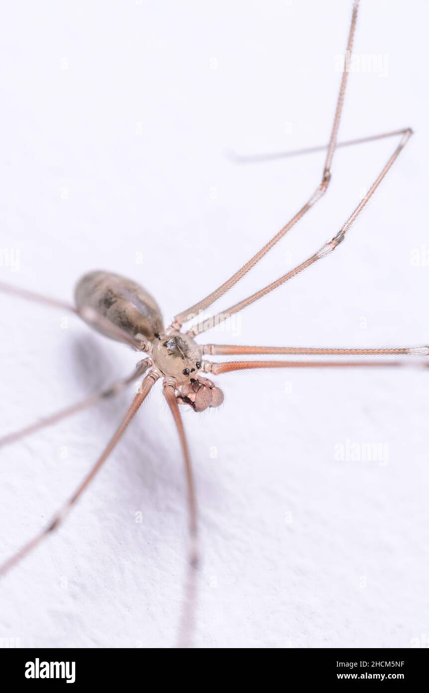 Female daddy long legs spider pholcus hi-res stock photography and ...