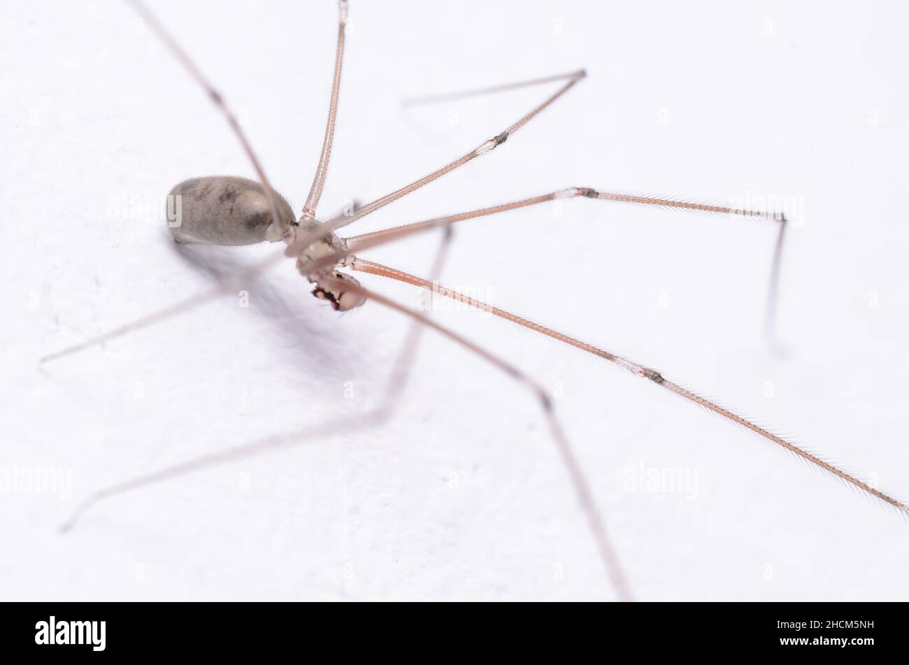 Female daddy long legs spider pholcus hi-res stock photography and ...