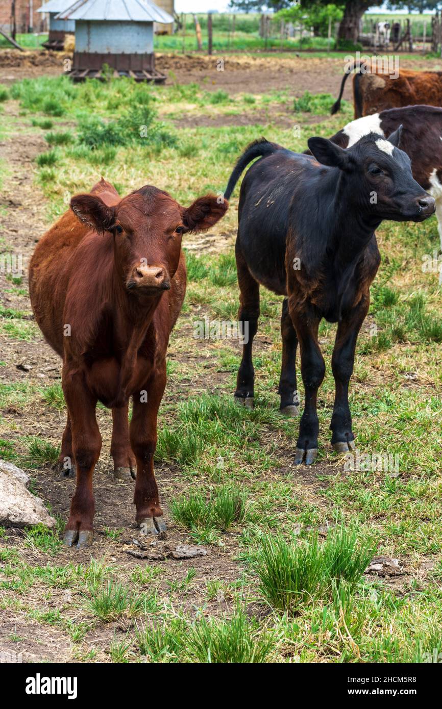 Beautiful shot two cows hi-res stock photography and images - Alamy