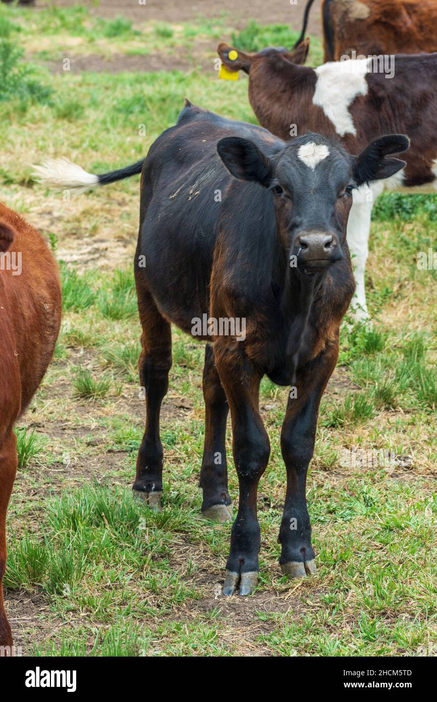 Vertical cow hi-res stock photography and images - Alamy