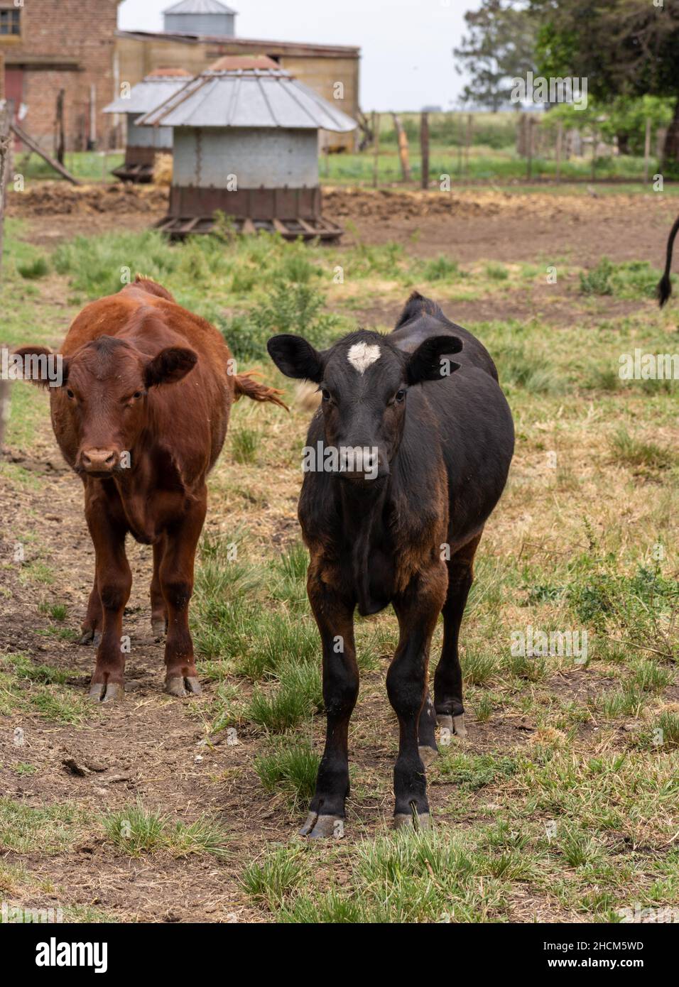 Beautiful shot two cows hi-res stock photography and images - Alamy