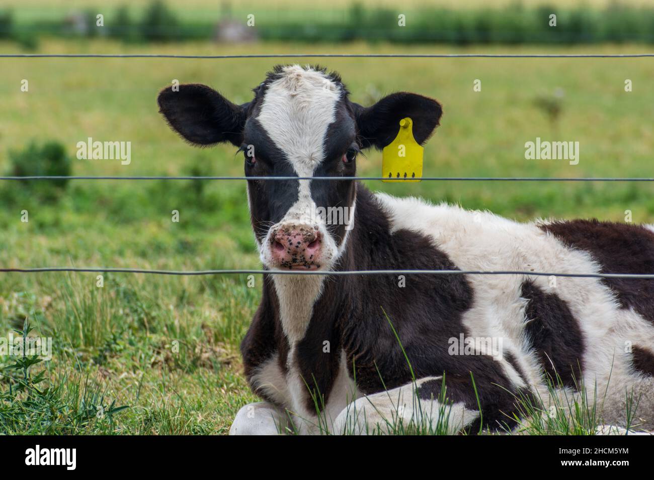 Beautiful shot cattle grazing hi-res stock photography and images - Alamy