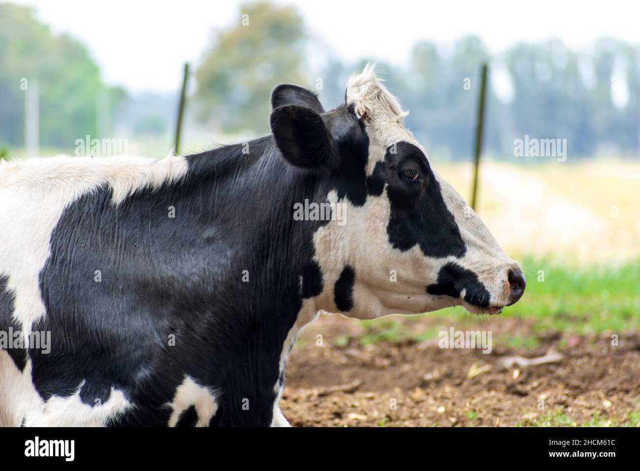Beautiful shot of a Dairy cattle during the day Stock Photo - Alamy