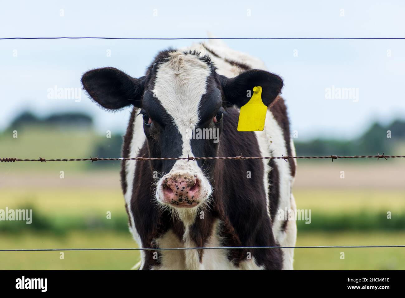 Beautiful shot of a Dairy cattle during the day Stock Photo - Alamy
