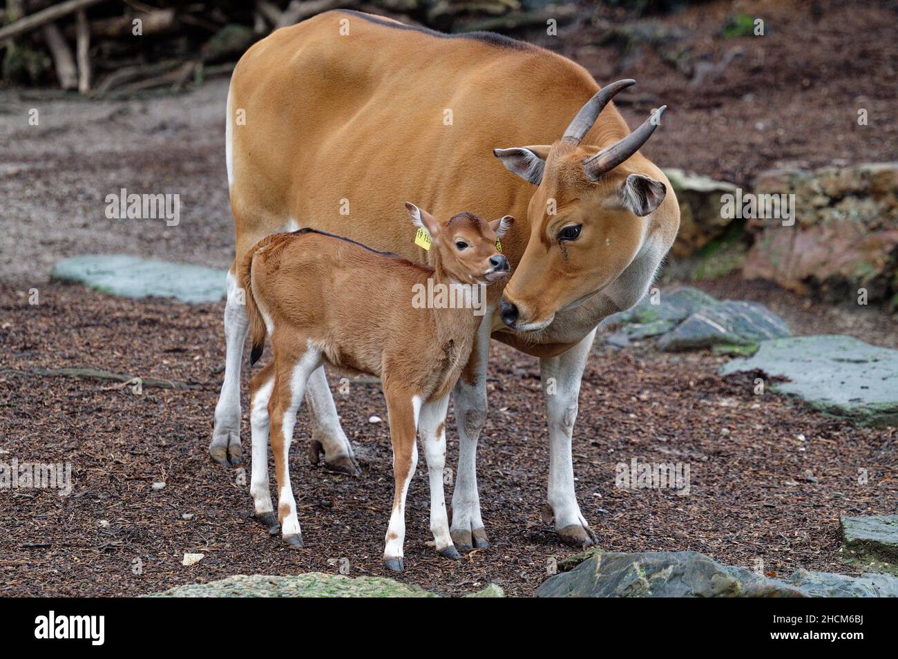 Cologne, Germany. 30th Dec, 2021. Banteng calf Rubi and mother Ornella ...