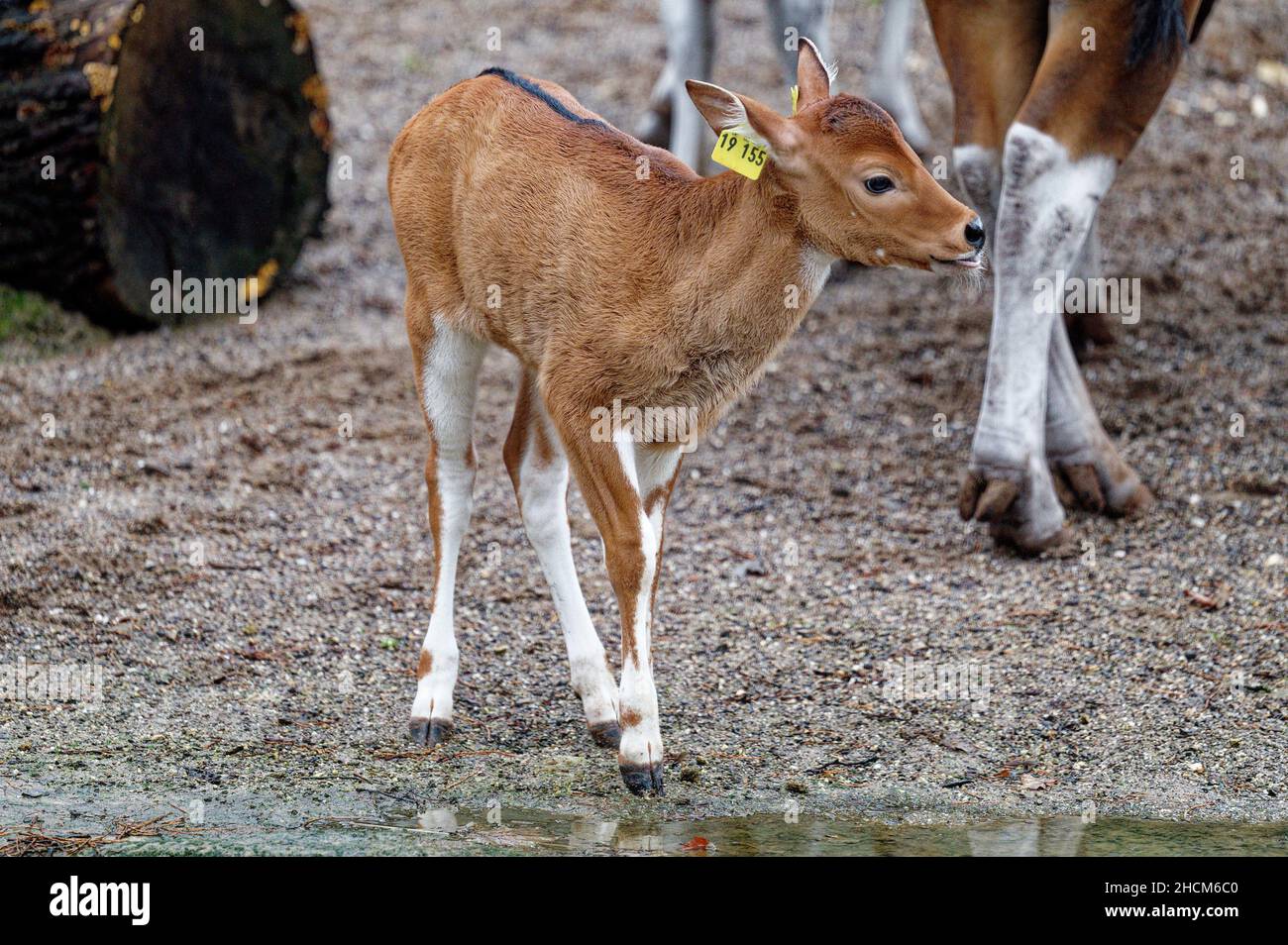 Cologne, Germany. 30th Dec, 2021. Banteng calf Rubi stands in her ...