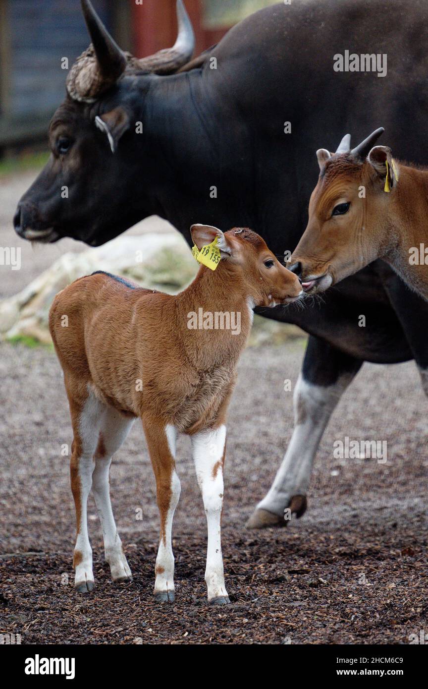 Cologne, Germany. 30th Dec, 2021. Banteng calf Rubi and mother Ornella ...