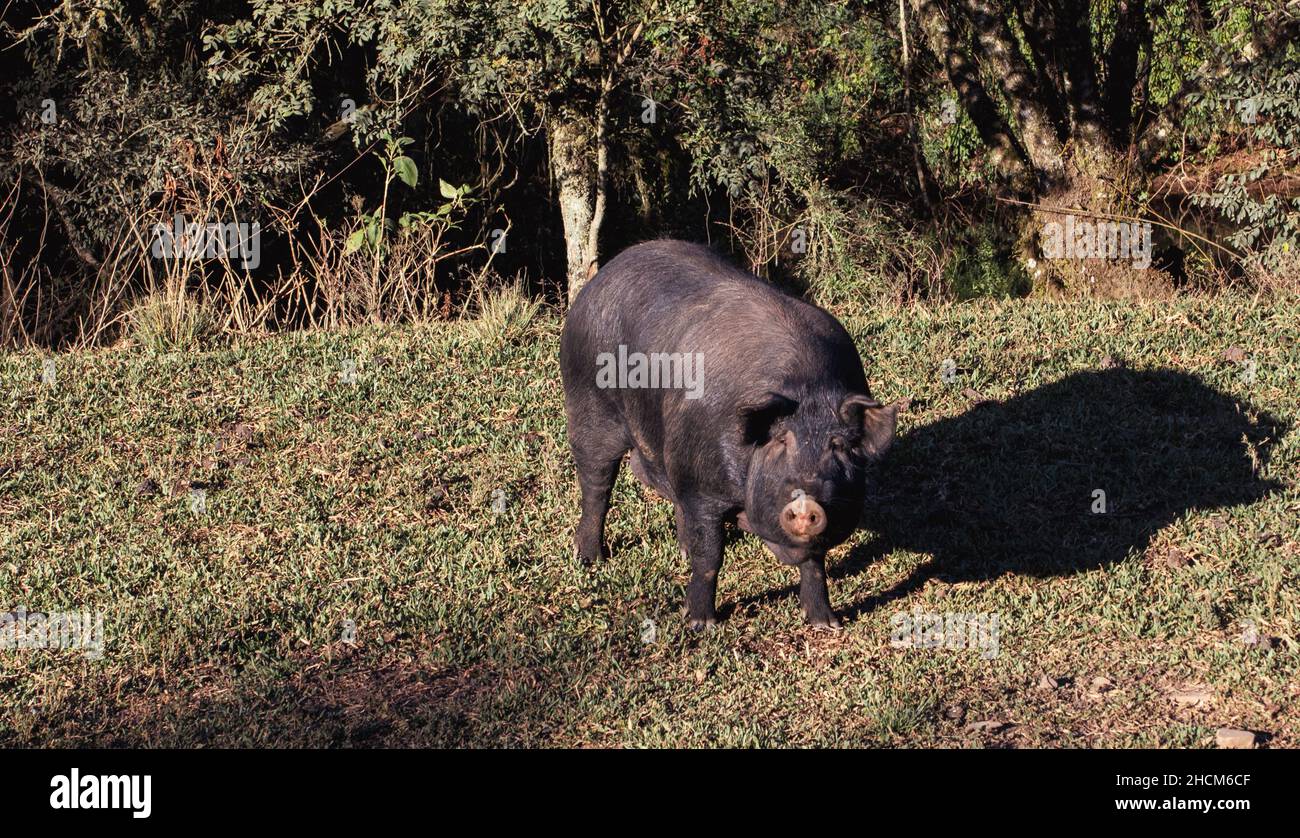 Pig grass hi-res stock photography and images - Alamy