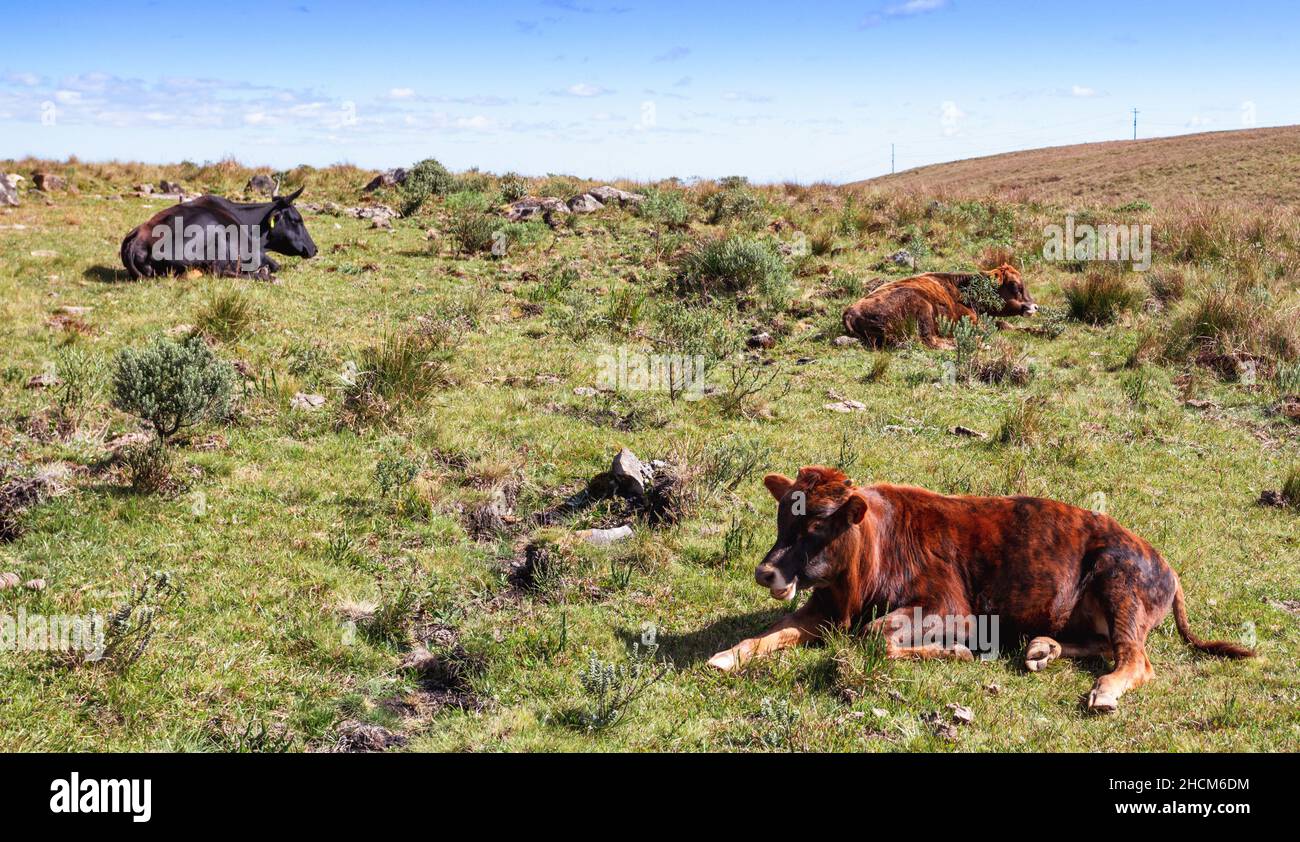 Rural landscape with cattle lying on the grass Stock Photo - Alamy