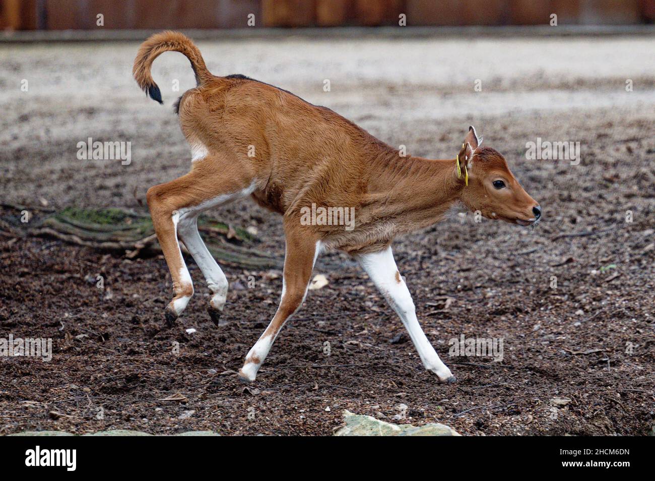 Cologne, Germany. 30th Dec, 2021. Banteng calf Rubi jumps in her ...