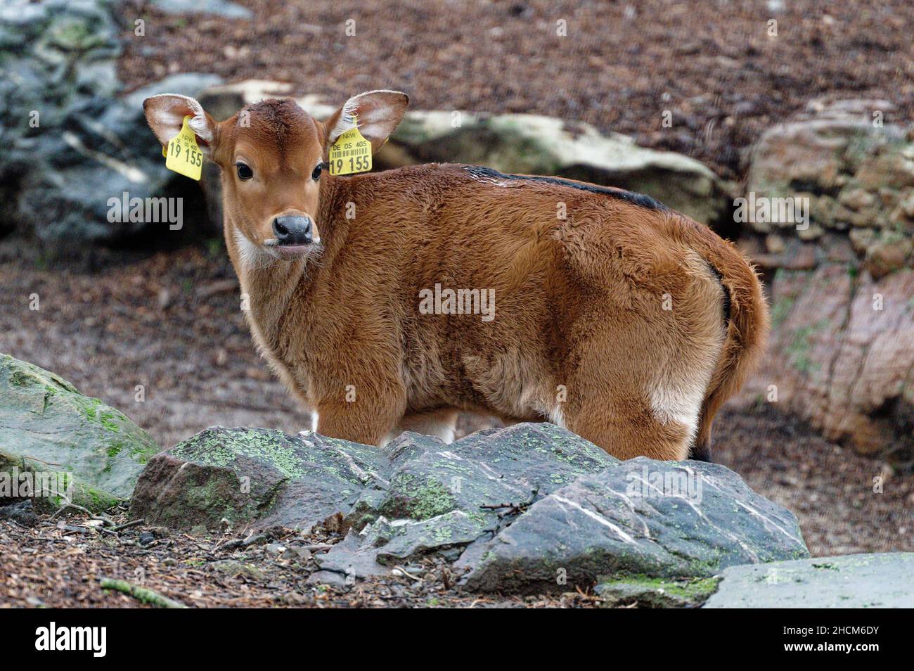 Cologne, Germany. 30th Dec, 2021. Banteng calf Rubi stands in her ...