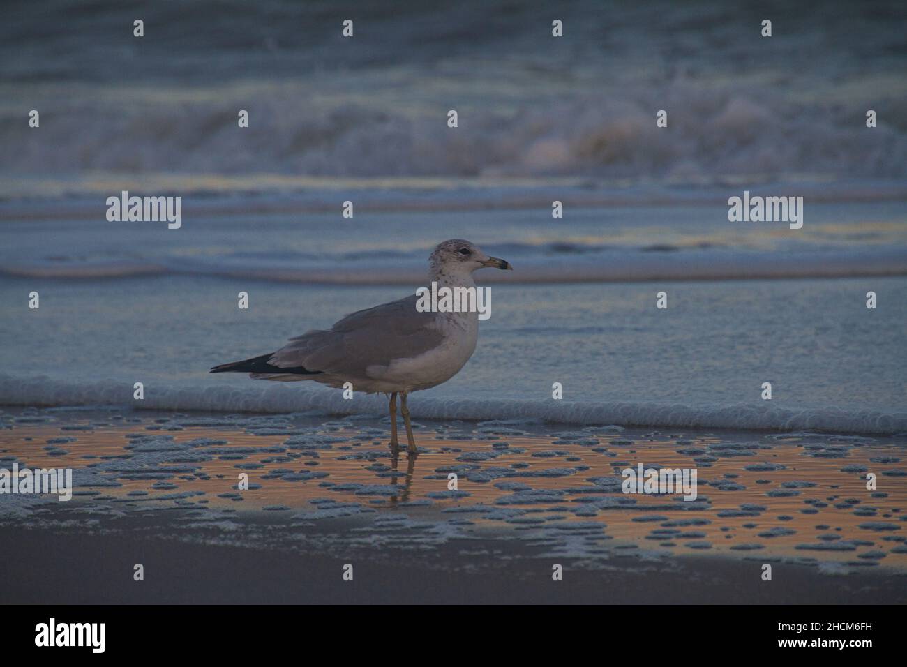 Closeup shot beautiful gull hi-res stock photography and images - Alamy
