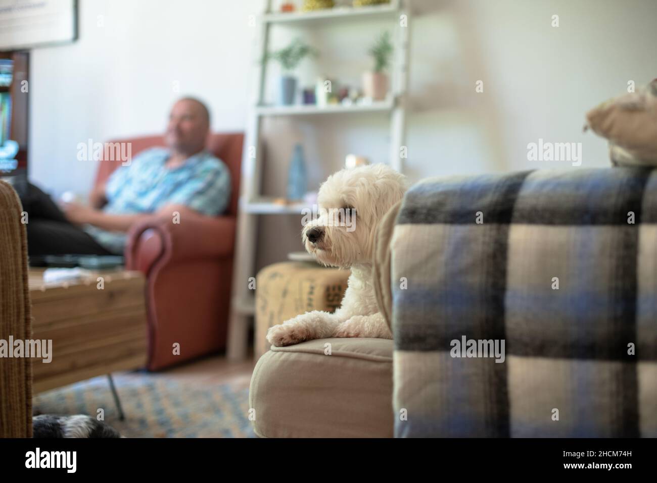 dog and owner sitting on respective sofa's Stock Photo - Alamy